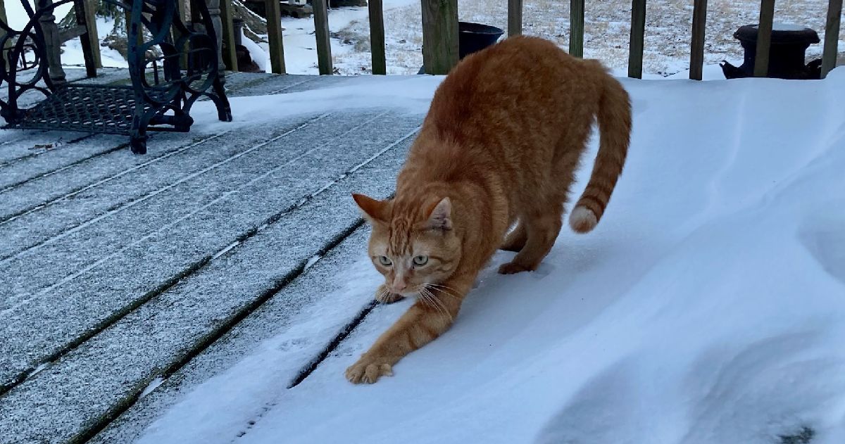 Can Cats' Paws Suffer Damage from Snow or Other Winter Elements? How ...