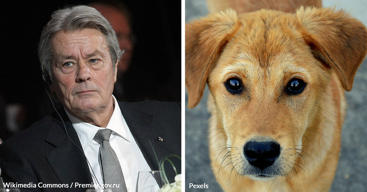 Alain Delon’s Family Rejects Shocking Wish to Euthanize Beloved Dog ...
