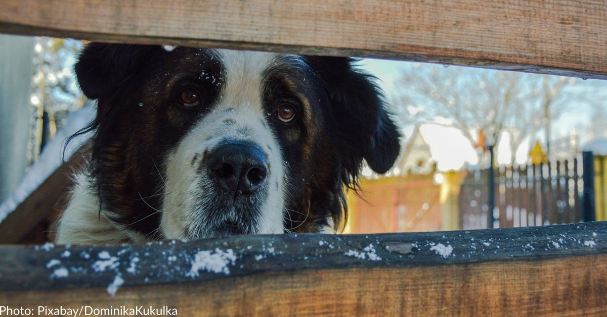 10 Animal Christmas Movies To Watch To Get Into The Holiday Spirit ...