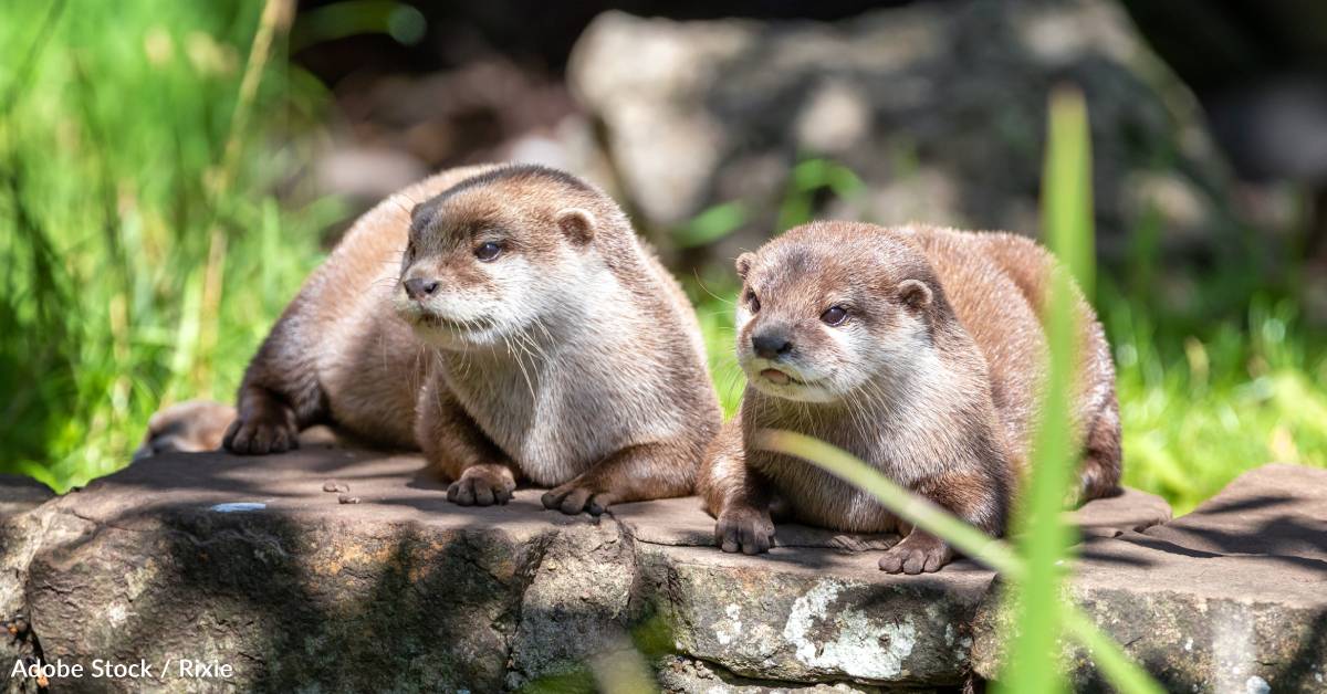 10 Facts About the Asian Small-Clawed Otter, and What You Can Do to ...