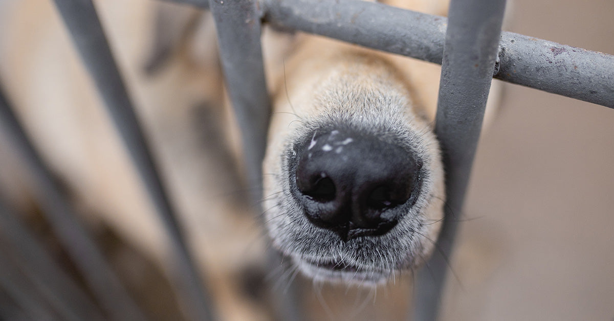 Australia Forces Over 845,000 Animals to Endure Brutal Lab Suffering ...