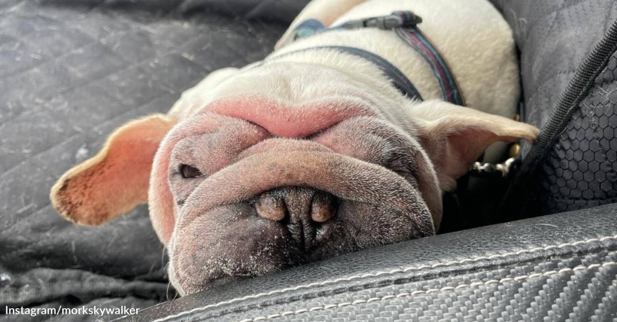 Baby Yoda Dog Gets a Second Chance After Being Rescued from a Meat ...