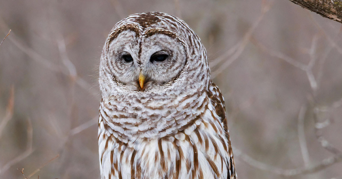 Half a Million Owls Marked for Death as Washington Fights over the ...
