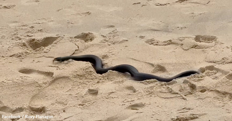 Snake Surprises Maryland Beachgoers and Slithers Out of the Ocean ...