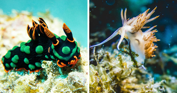 Beautiful and Secretive Sea Slugs Hold Toxins and Underwater Super ...