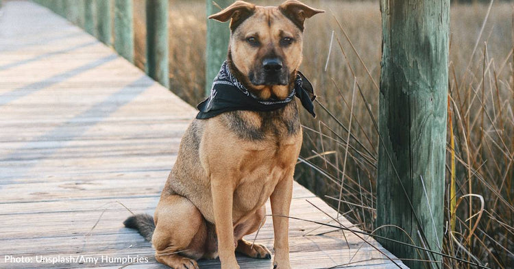 Best Country & Southern Dog Names | GreaterGood