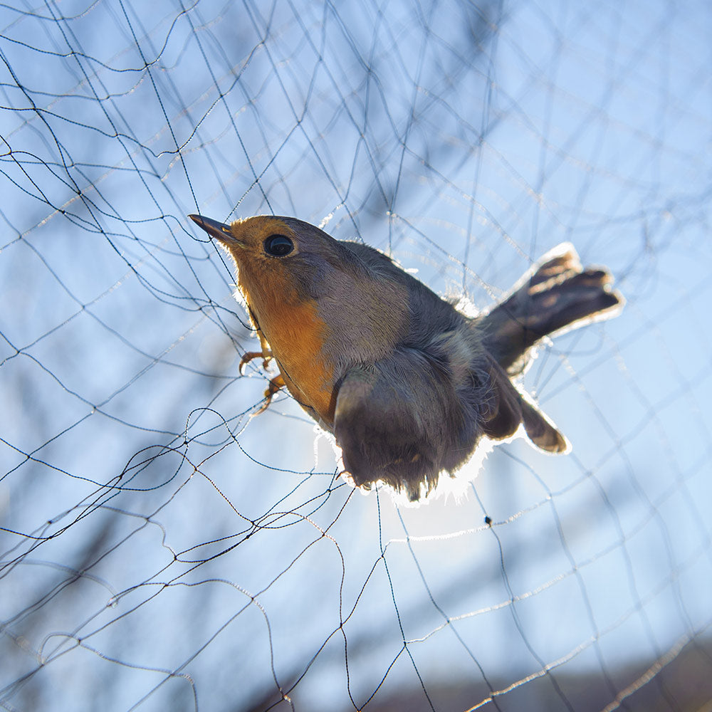 Protect Innocent Birds From Starving To Death Behind Urban Netting ...
