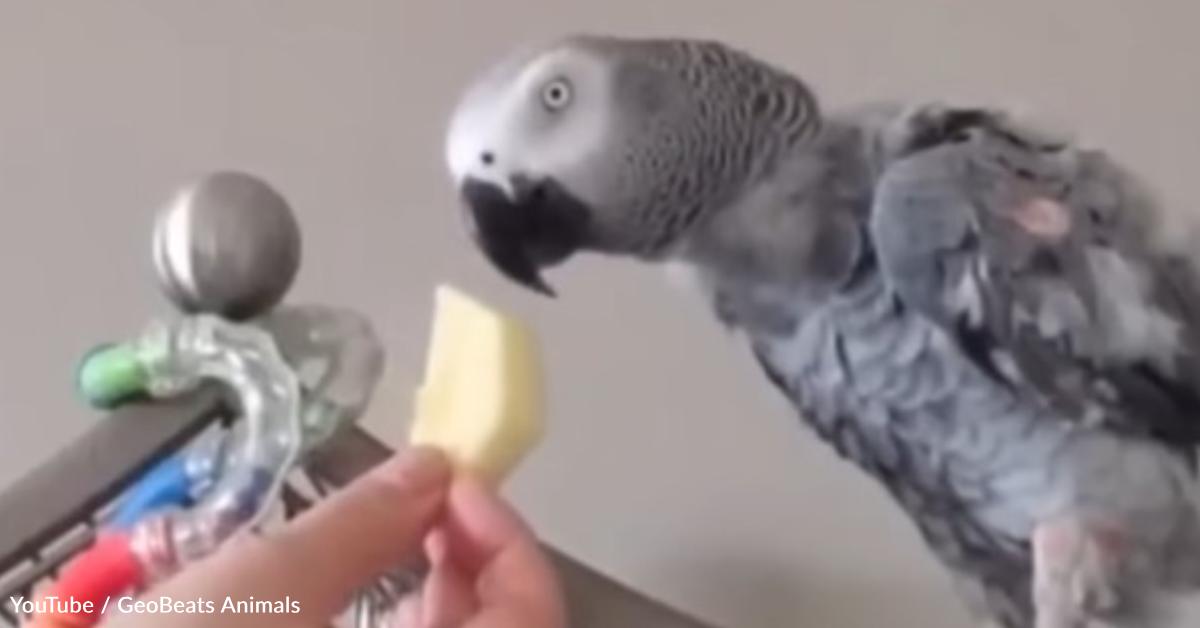 This Parrot Could Fool You into Thinking She's a Human | GreaterGood