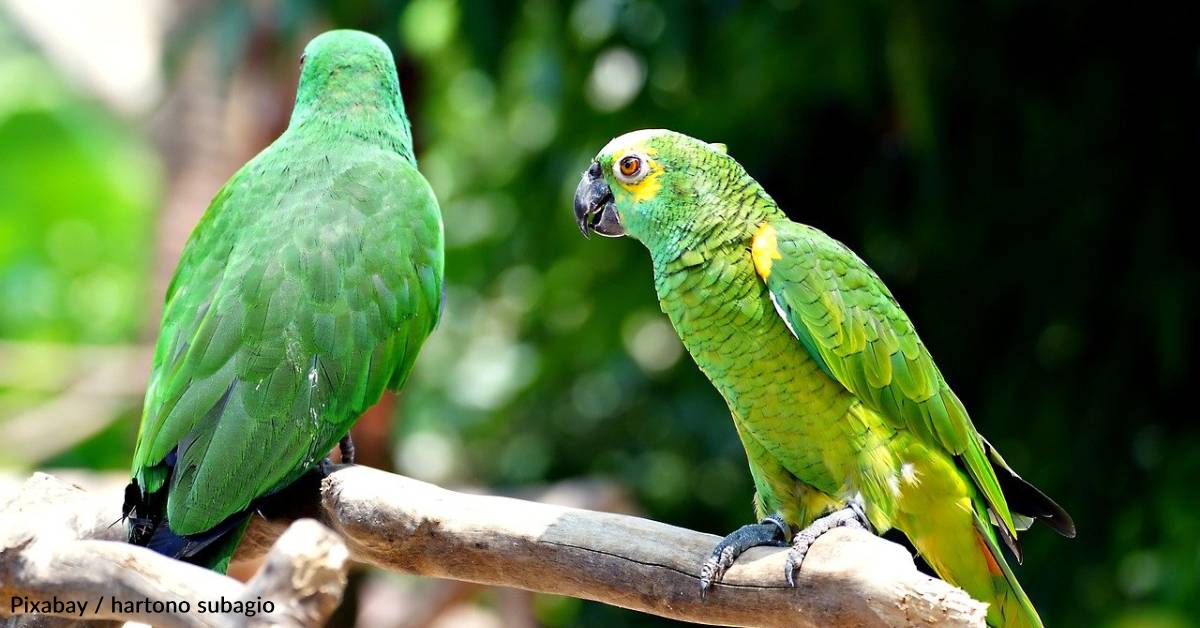 Birds Have Culture and Their Own Dialects, But That Could Be Shifting ...