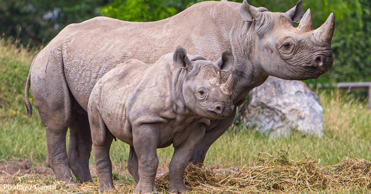 Critically Endangered Black Rhino Population Hits 1,000 in Kenya, But ...
