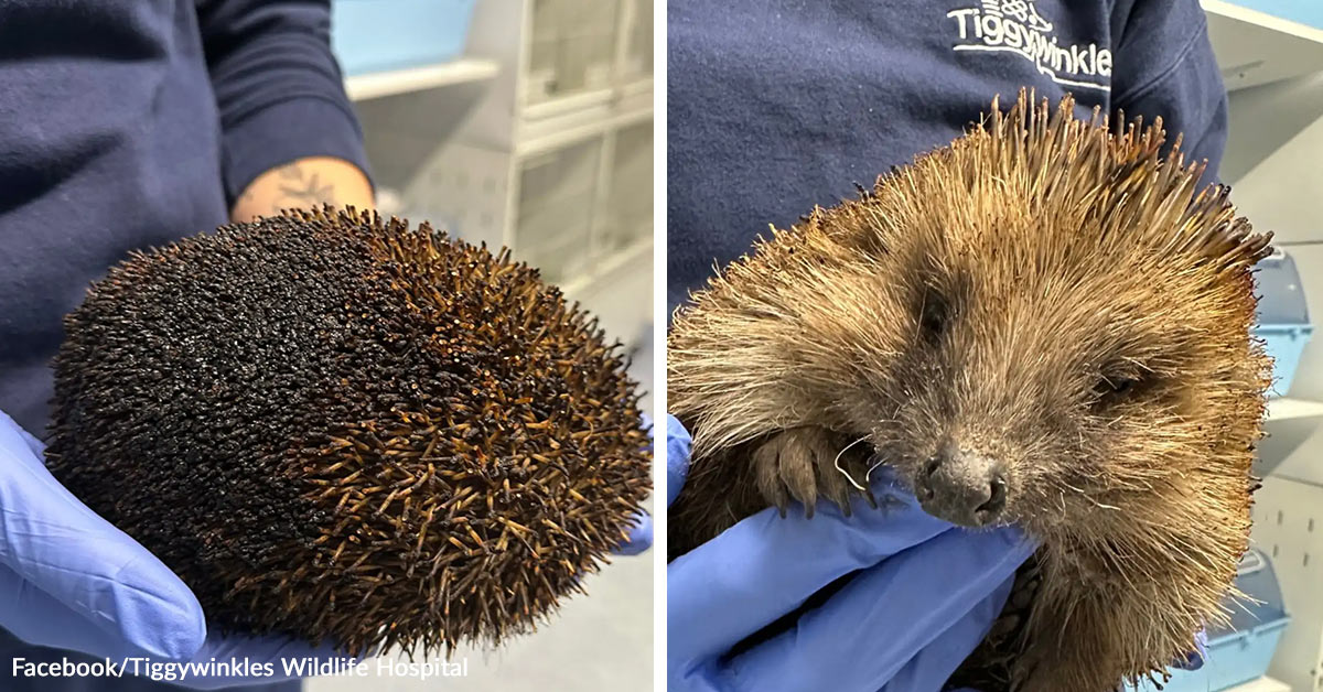 Burned Hedgehog Crawls Out Of A Bonfire And Clings To Life Against All ...