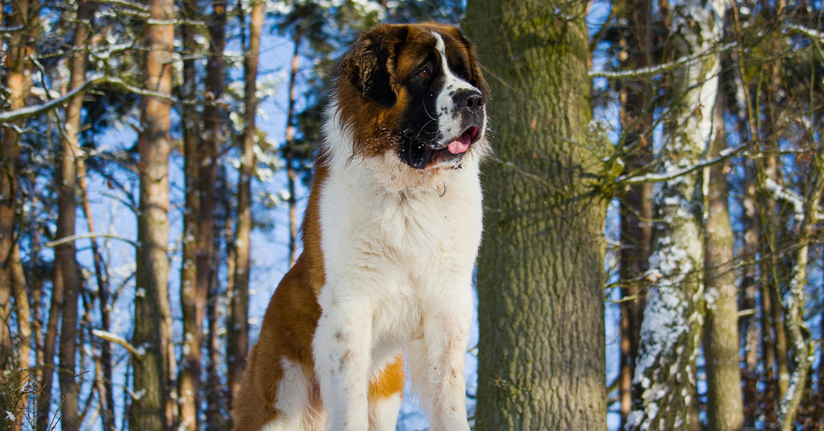 The Real Dog That Inspired The Call of the Wild’s Buck | GreaterGood