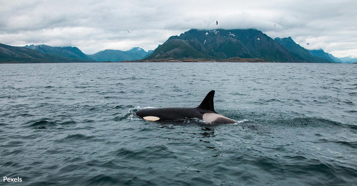 Brave Little Hunter The Orca Calf Battles for Survival in Canadian Wat ...