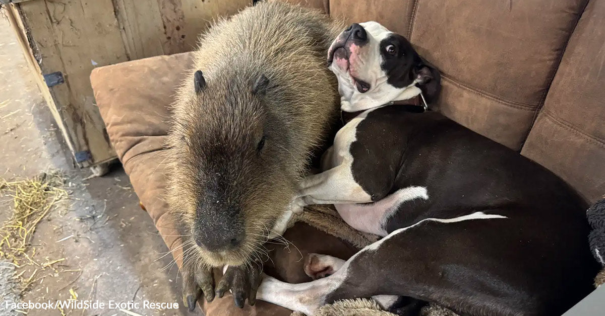Sanctuary Gives In To Capybara Who Keeps Escaping To Nap With Dogs ...