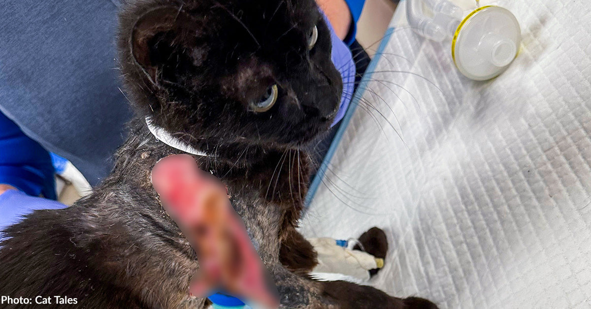 Severely Burned Cat Found on the Streets of Philadelphia Needs Your ...