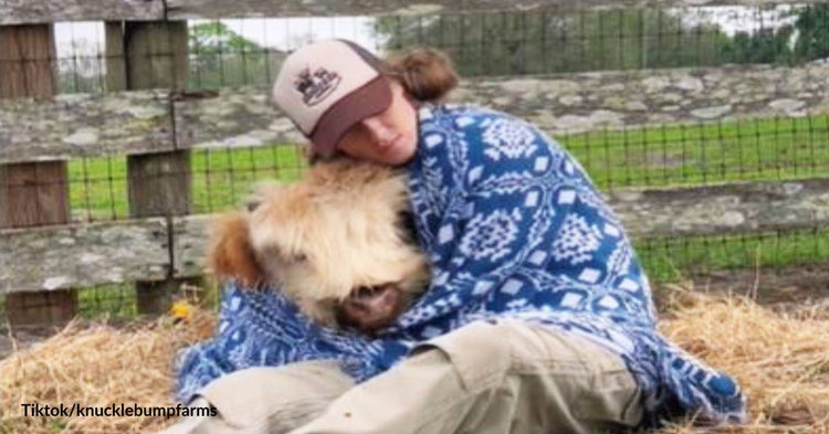 Loving and Protective Mom Gives Joy to the Life of a Calf with Dwarfis ...