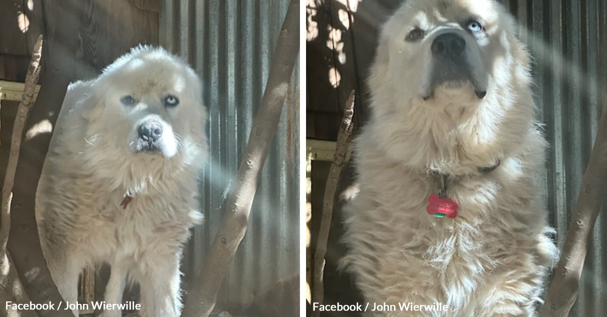 Heroic Great Pyrenees Casper Nominated for Farm Dog of the Year After ...