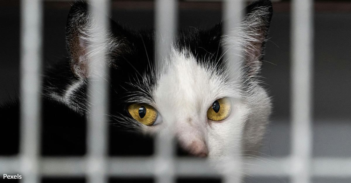 Social Media Platforms Under Fire for Hosting Disturbing Cat Torture C ...