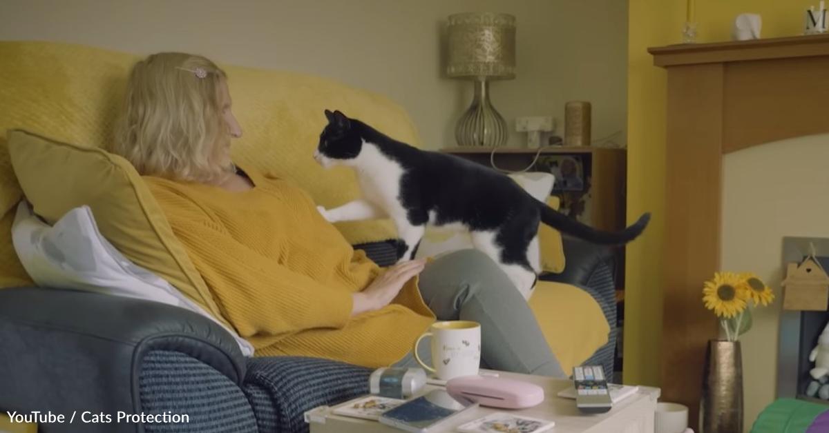 2-Year-Old Cat Wins 'National Cat of the Year' for Protecting His Deaf ...