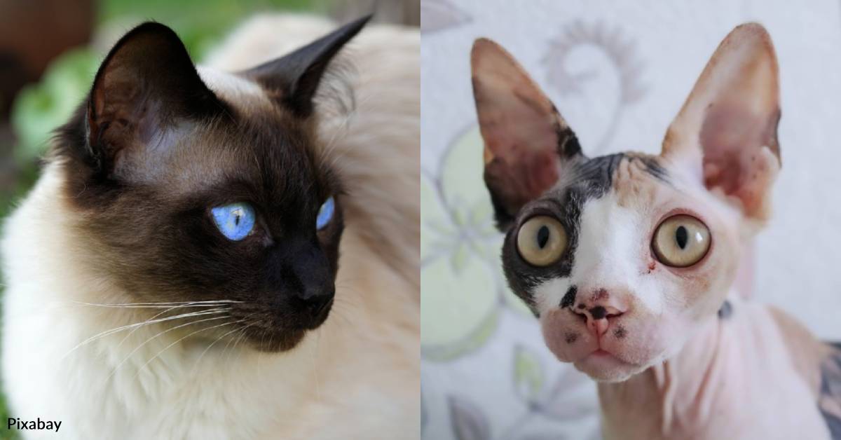 New Research Uncovers Which Cat Breeds Have the Shortest and Longest ...