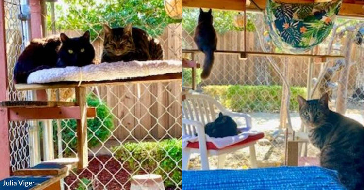 Husband and Wife Build Elaborate Catio, and Their Cats Can't Get Enough ...