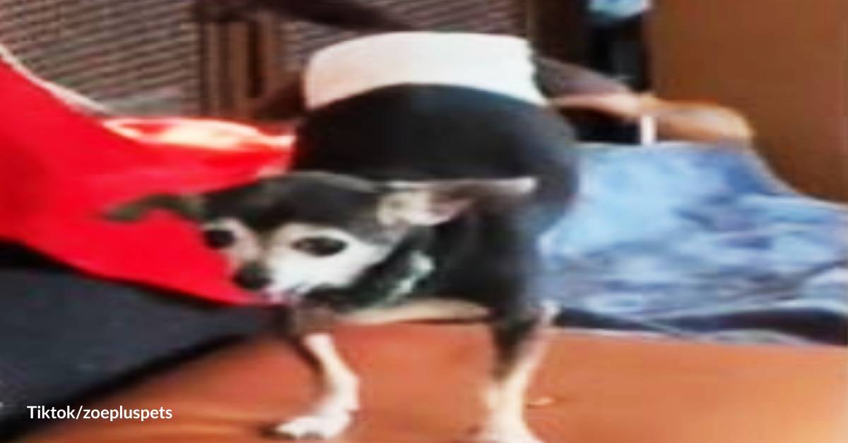 Hey, We've Got Bacon! Old Chihuahua Can't Help Cheering upon Smelling ...