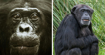 They Put It Where?!? Chimps Start Bizarre Trend and Stun Researchers ...