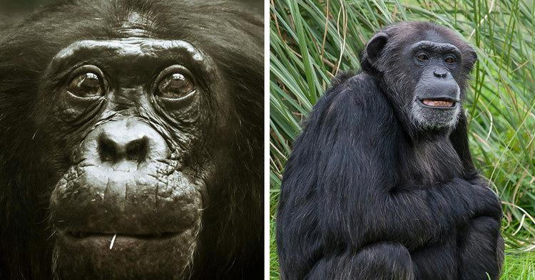 They Put It Where?!? Chimps Start Bizarre Trend and Stun Researchers ...