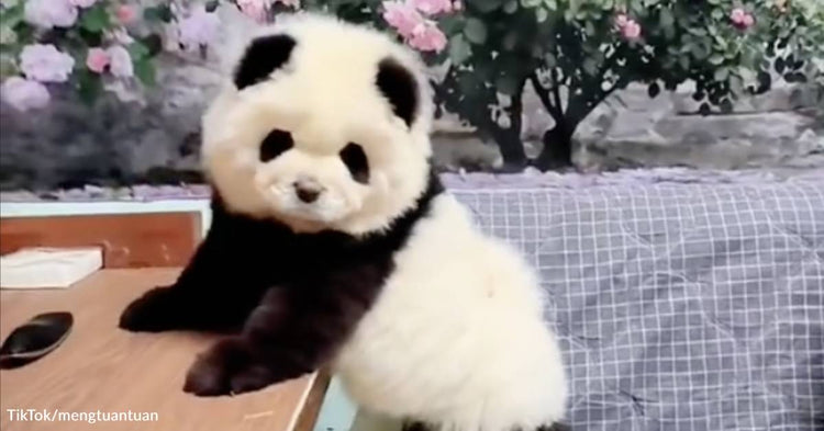 Chinese Zoo Sparks Debate with Exhibit of Chow Chow Dogs Dyed to Look ...