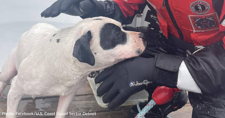 Coast Guard Rushes to Save Dog Who Fell Through Ice in Detroit River ...