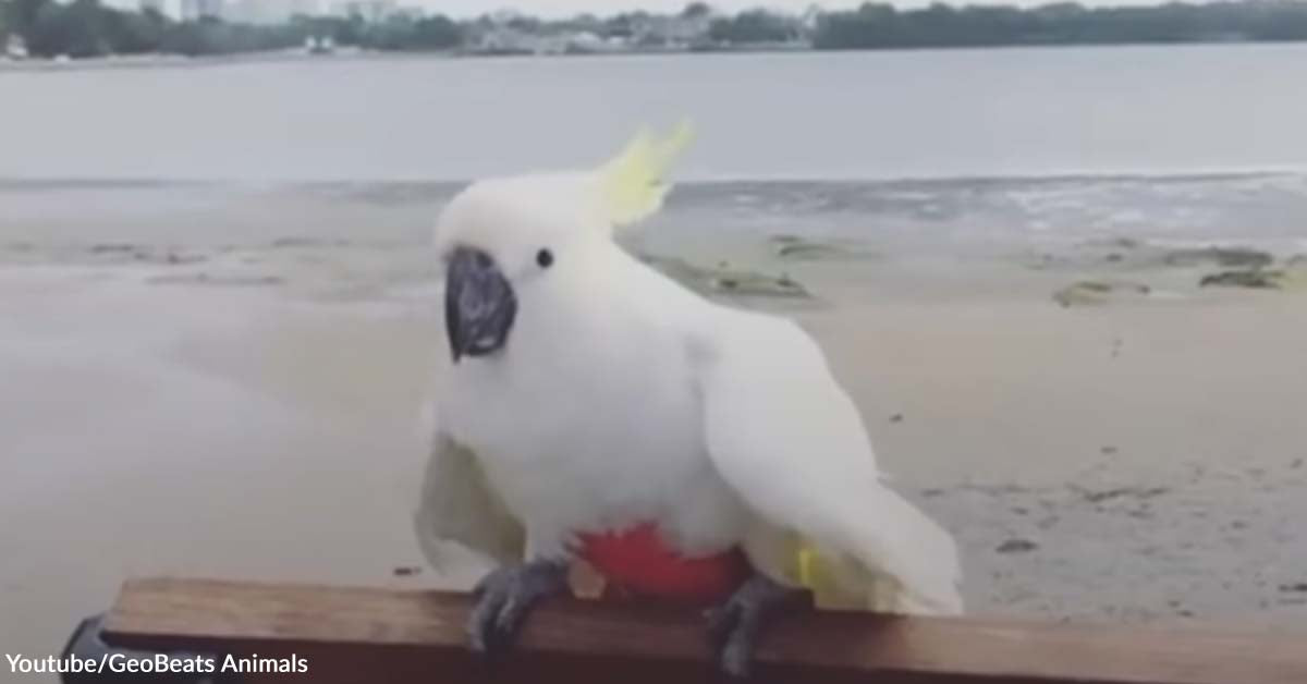 A Cockatoo Went Through a Healing Journey with The Help of His New Fam ...