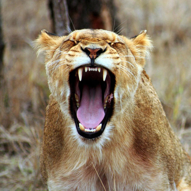 Tell This Zoo To Stop Hiding Animal Deaths And Release It Lions To ...