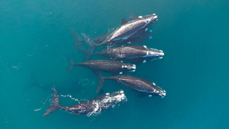 Whaling Nations Defy Global Ban and Push Iconic Species to the Brink ...