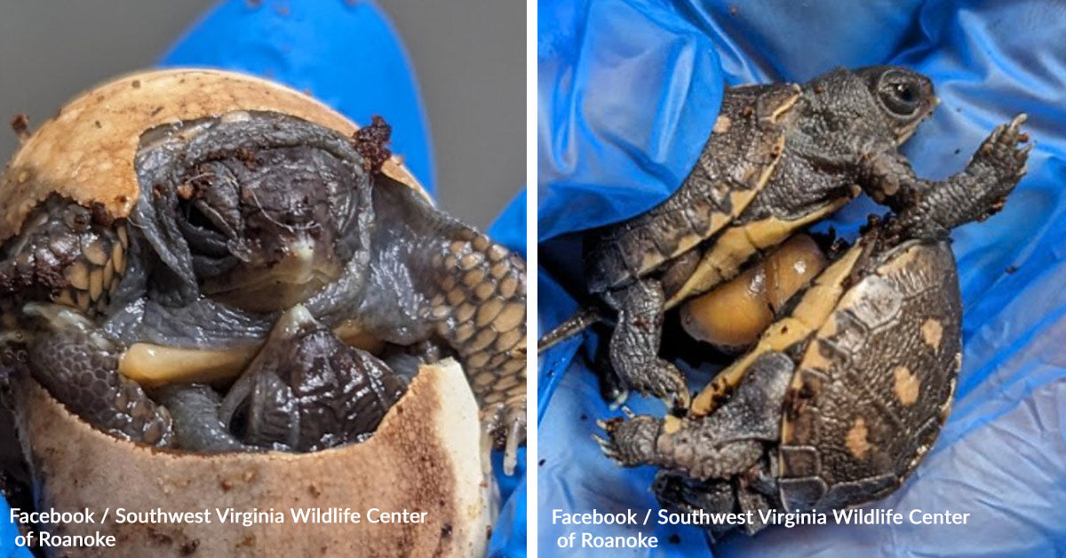 Conjoined Turtle Twins Fight for Life After Rare Surgery in Virginia ...