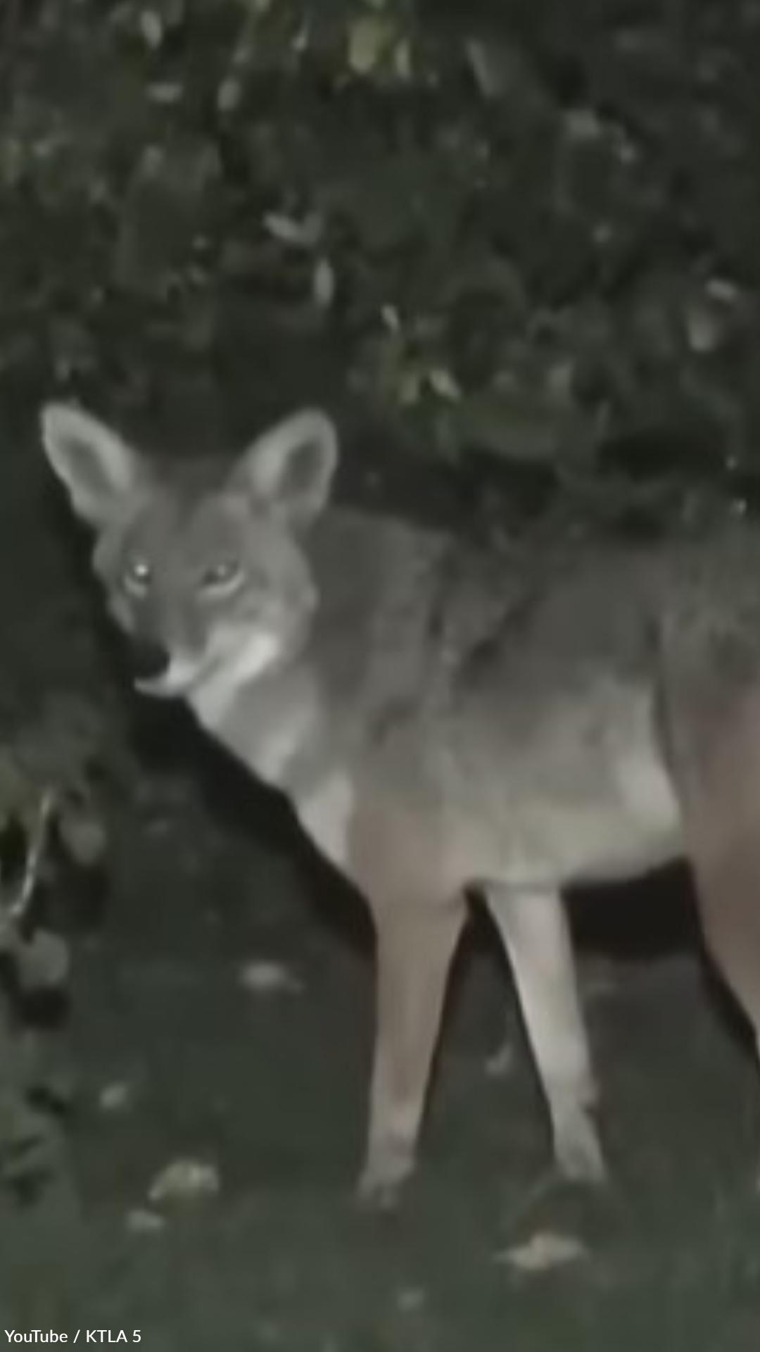 Coyote Invades Home, But the Family Cat Chases It off | GreaterGood