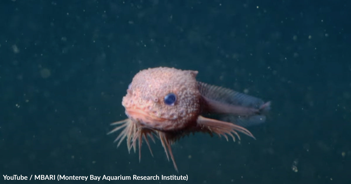Adorable Deep Sea Snailfish Found Thriving In Crushing Darkness ...