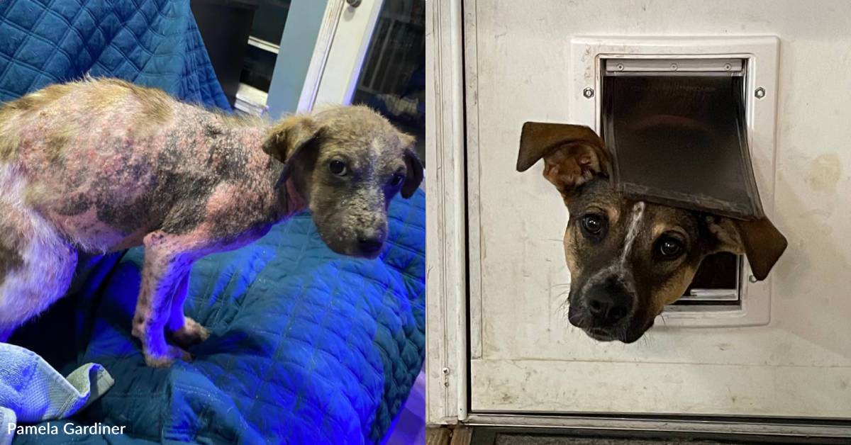 Dog with Mange Rescued, Has Hard Time Finding Home Due to Heart Condit ...