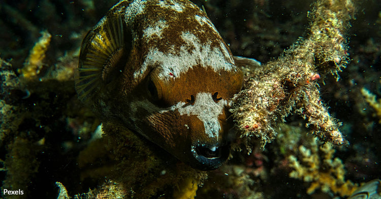 How Marine Life Conquers The Unimaginable Forces Of Ocean Pressure ...