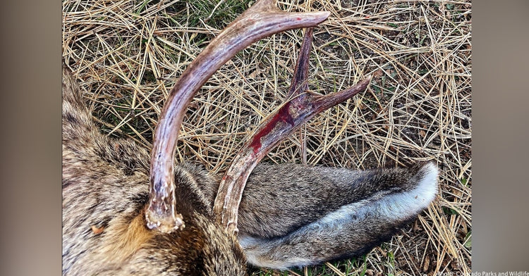 Wildlife "Rescue" Goes Awry When Woman Is Repeatedly Gored By Neighbor ...