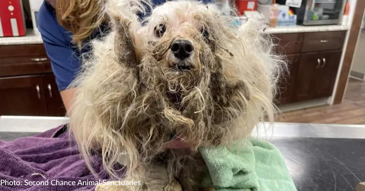 10 Shelter Dog Finalists In Dirty Dogs Contest Beg For Your Vote ...