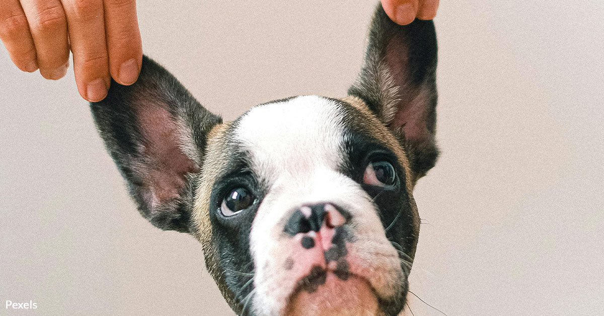 How Dog Ear Cropping Inflicts Lasting Pain and Trauma on Dogs | GreaterGood