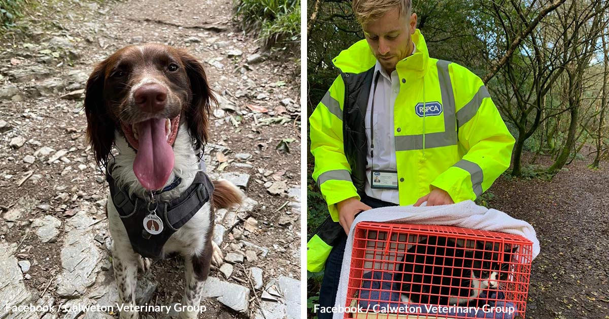 Heroic Dog Daisy Leads Dramatic Rescue of Cat Trapped in Mineshaft ...