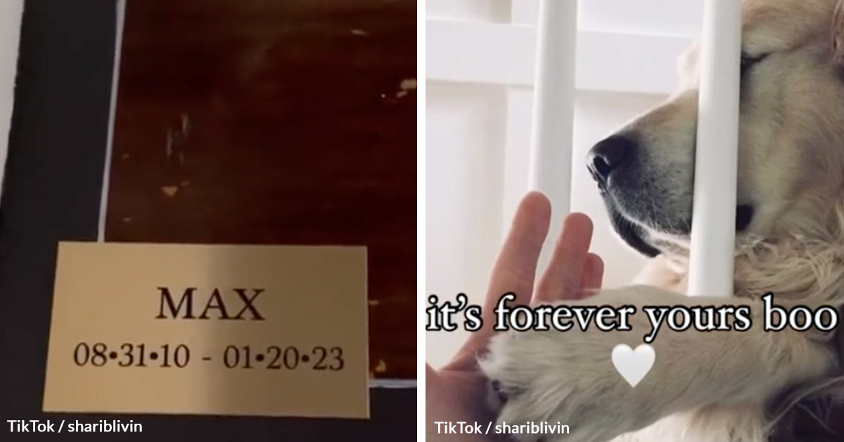 This Woman's Tribute to Her Dog Will Leave You in Tears | GreaterGood