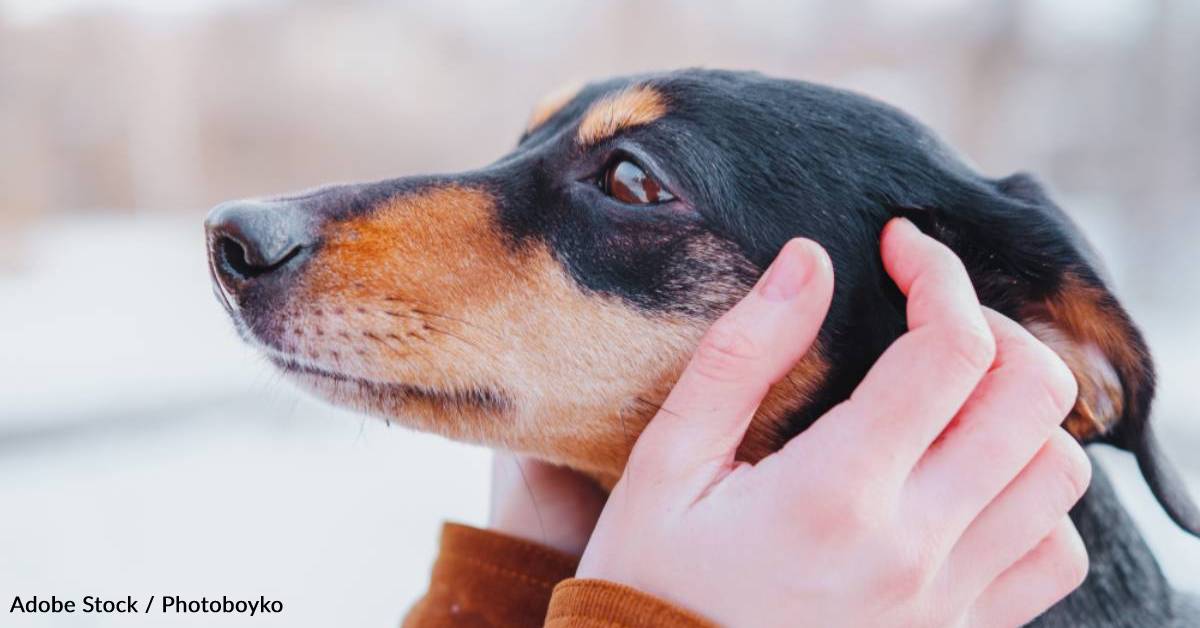 10 Dog Breeds That Don't Do Well in Cold Weather | GreaterGood