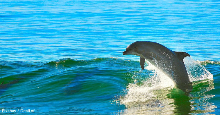 Scientists Discover Dolphins Use Baby Talk When 'Talking' To Their You ...