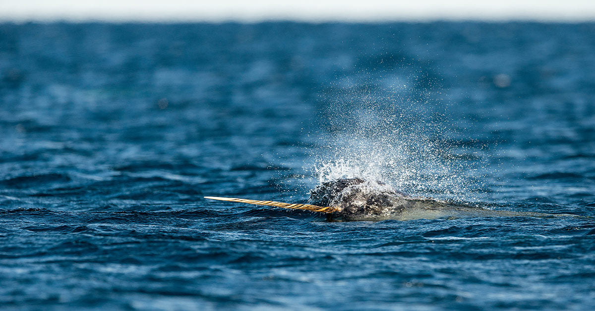 Drone Photographer Captures Stunning Footage of 'Unicorn Of The Sea ...