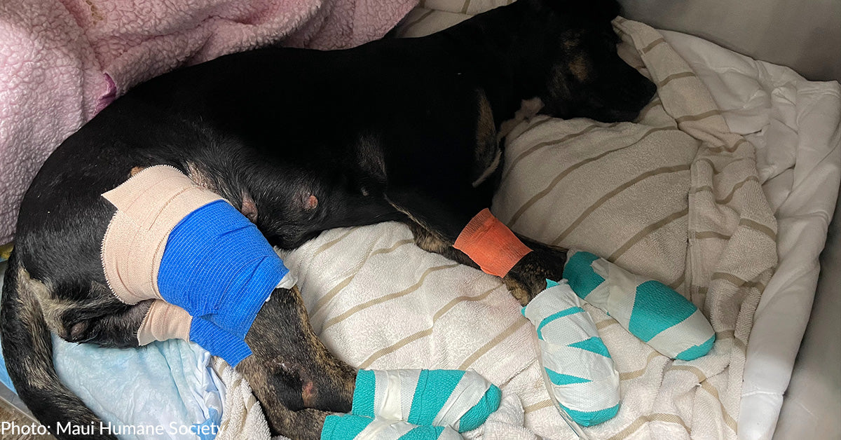 Dog Rescued From Maui Wildfire With Severe Burns On Her Paws And Legs ...