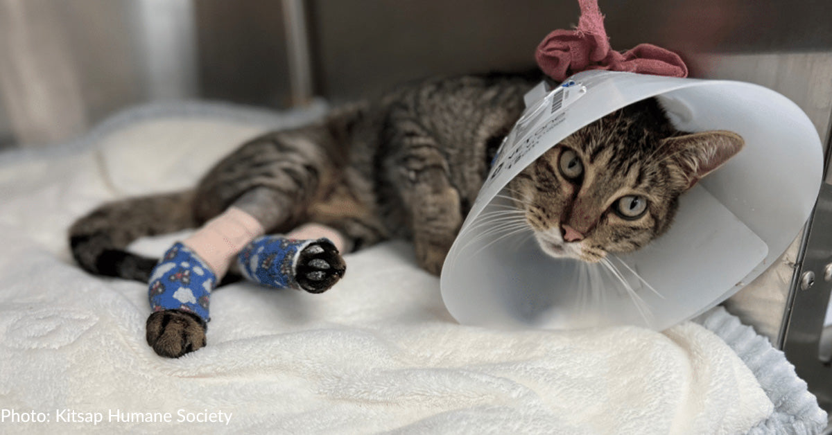 Cat Hit By A Car Needs Surgery For Chance To Walk Again Without Pain ...