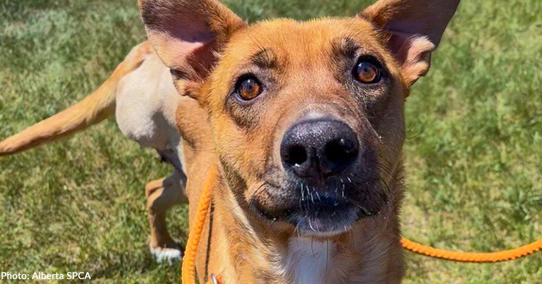 Emaciated Mama Dog With Broken Leg Finally Gets Care She Needs, Thanks ...