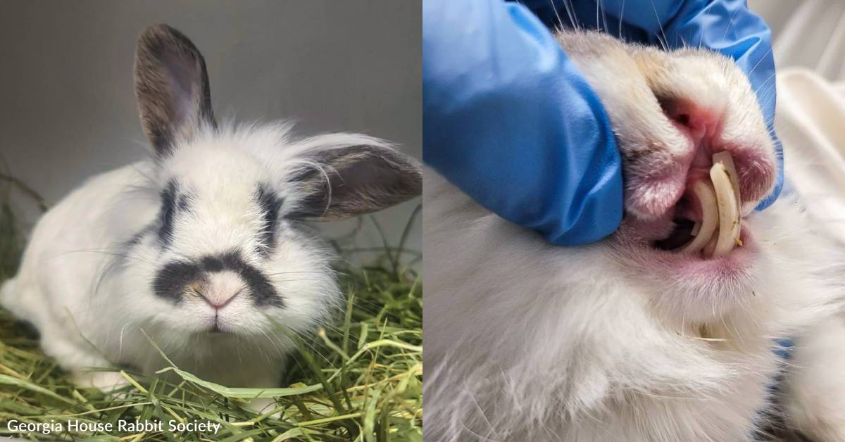 Rabbit Needs Medical Care After Emergency Tooth Removal | GreaterGood